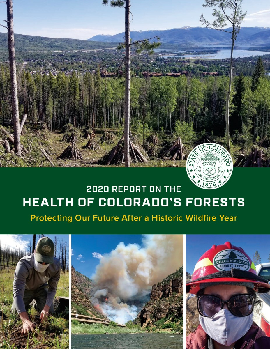 Forest Health Report – Amy Bulger